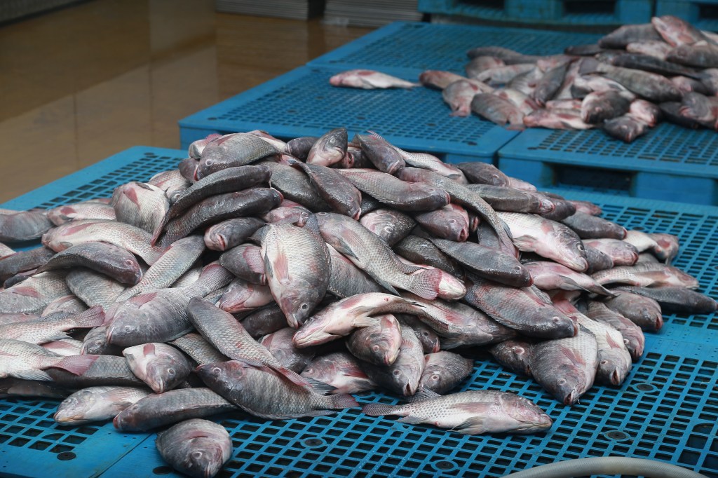 Mega Marnie Frozen Seafood Factory – A factory specializing in ...